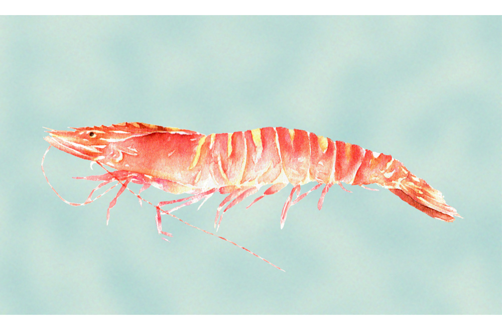 食べ物 | Studio Bambou