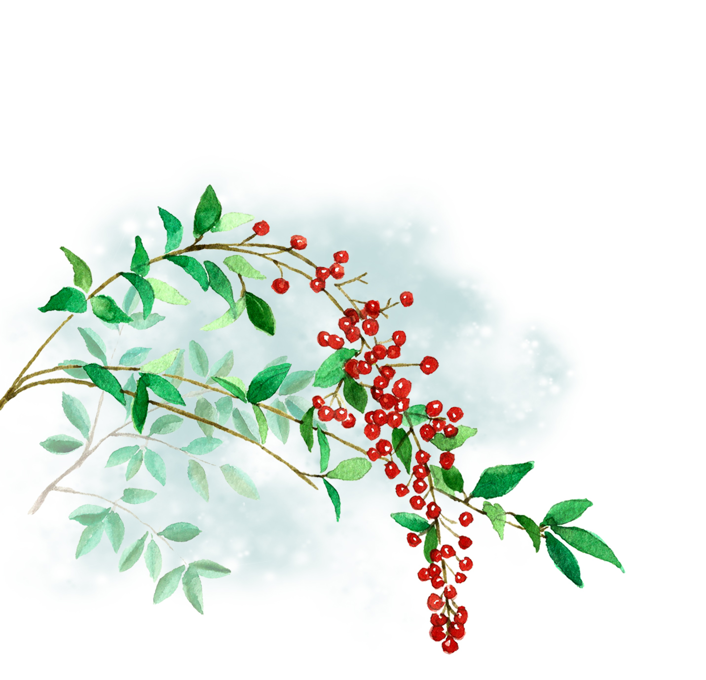 南天 | Studio Bambou